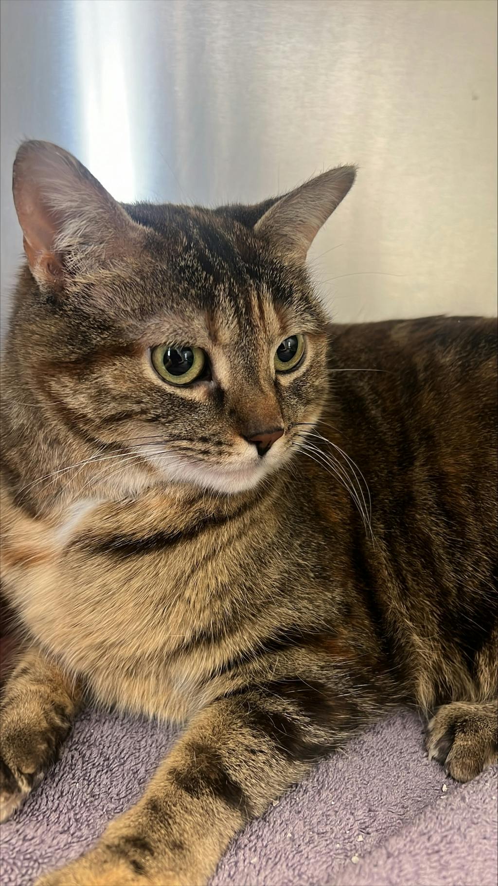 Spartacus - Ontario SPCA