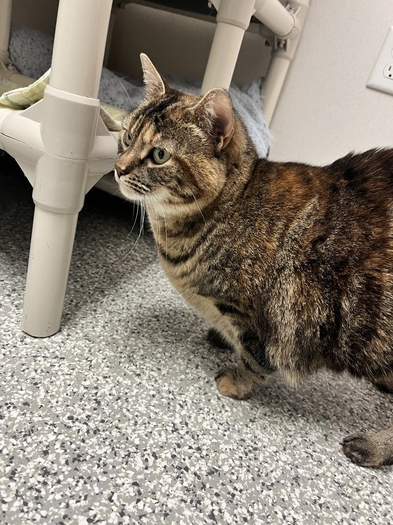 Spartacus - Ontario SPCA