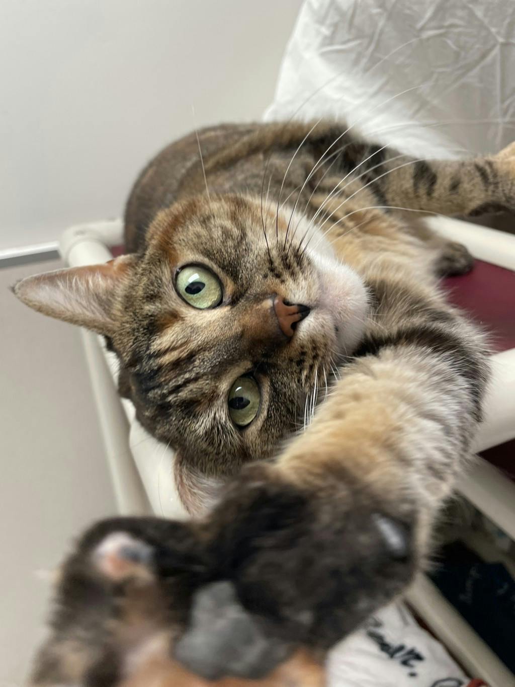 Spartacus - Ontario SPCA