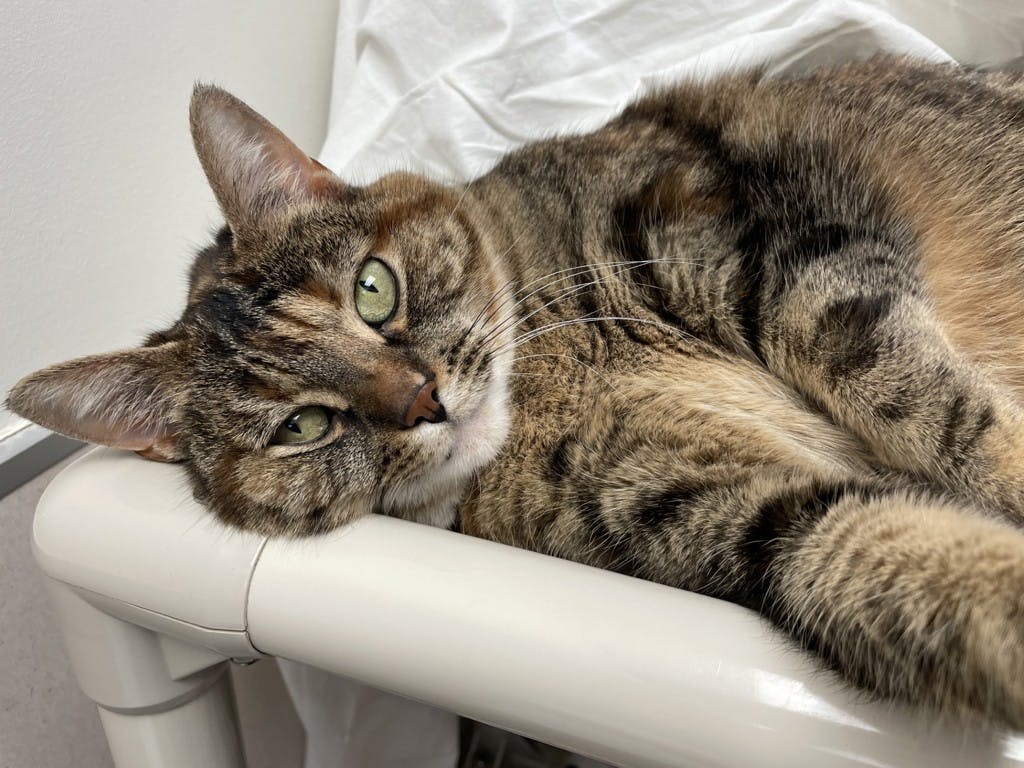 Spartacus - Ontario SPCA