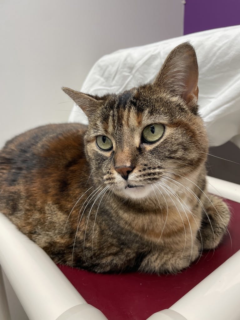 Spartacus - Ontario SPCA