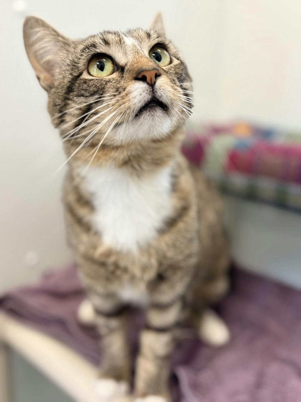 Shane ( Pet Valu Brockville) - Ontario SPCA