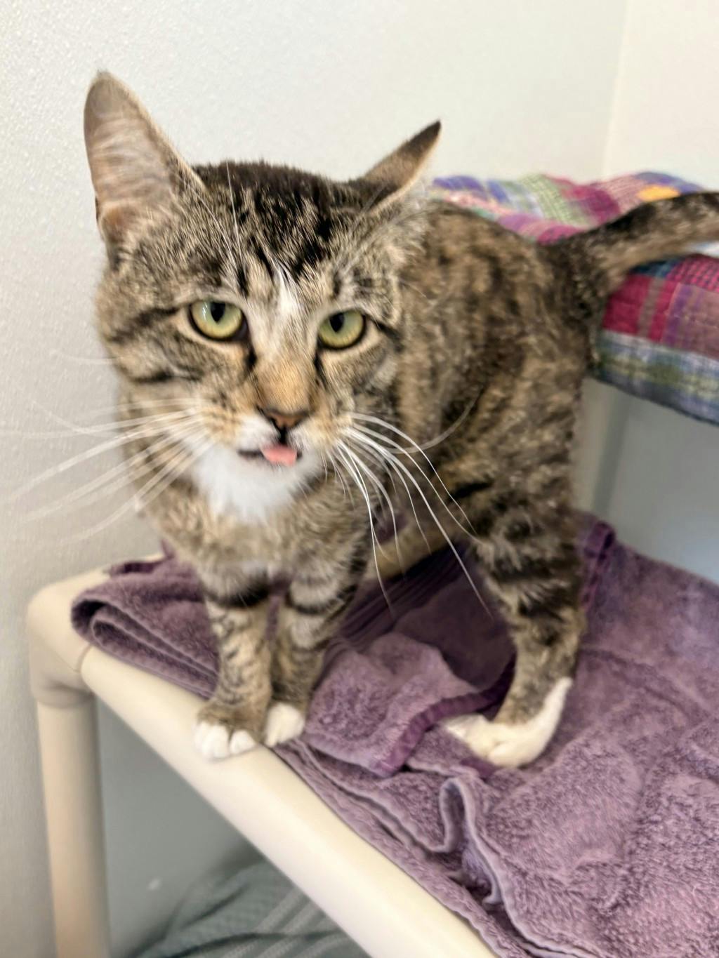 Shane ( Pet Valu Brockville) - Ontario SPCA