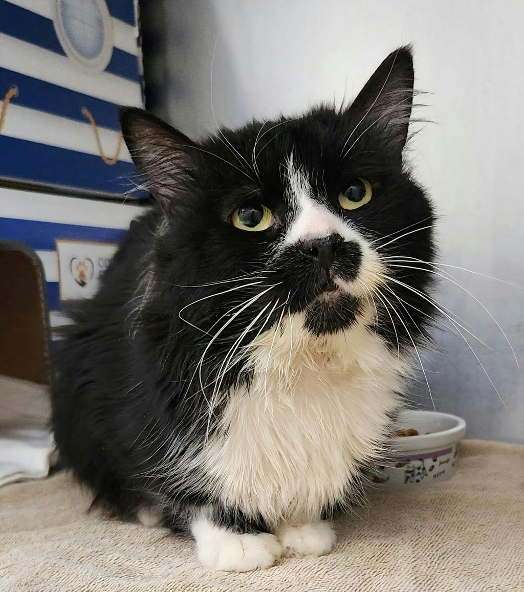 Robin Hood(petsmart) - Ontario SPCA