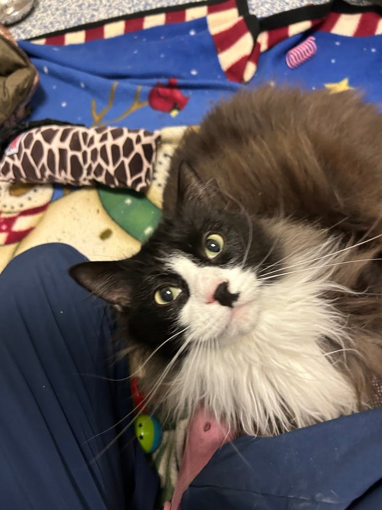 Oreo - Ontario SPCA