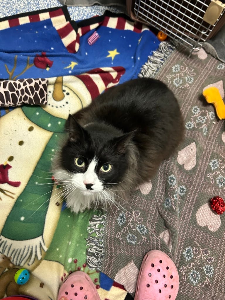 Oreo - Ontario SPCA