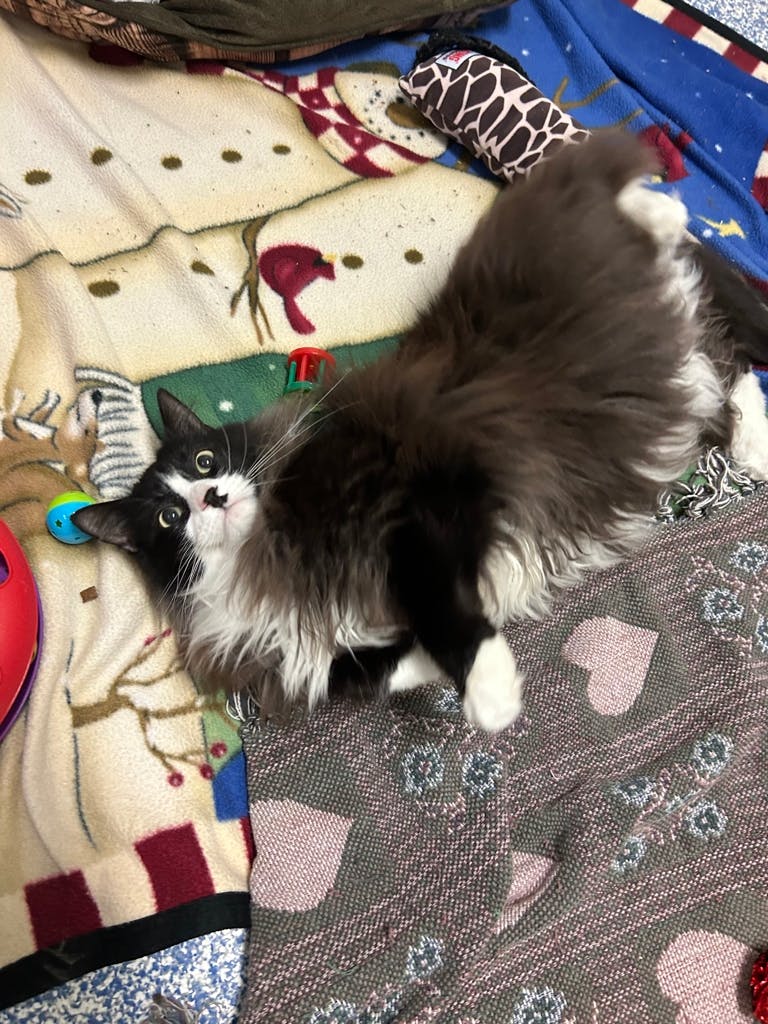 Oreo - Ontario SPCA