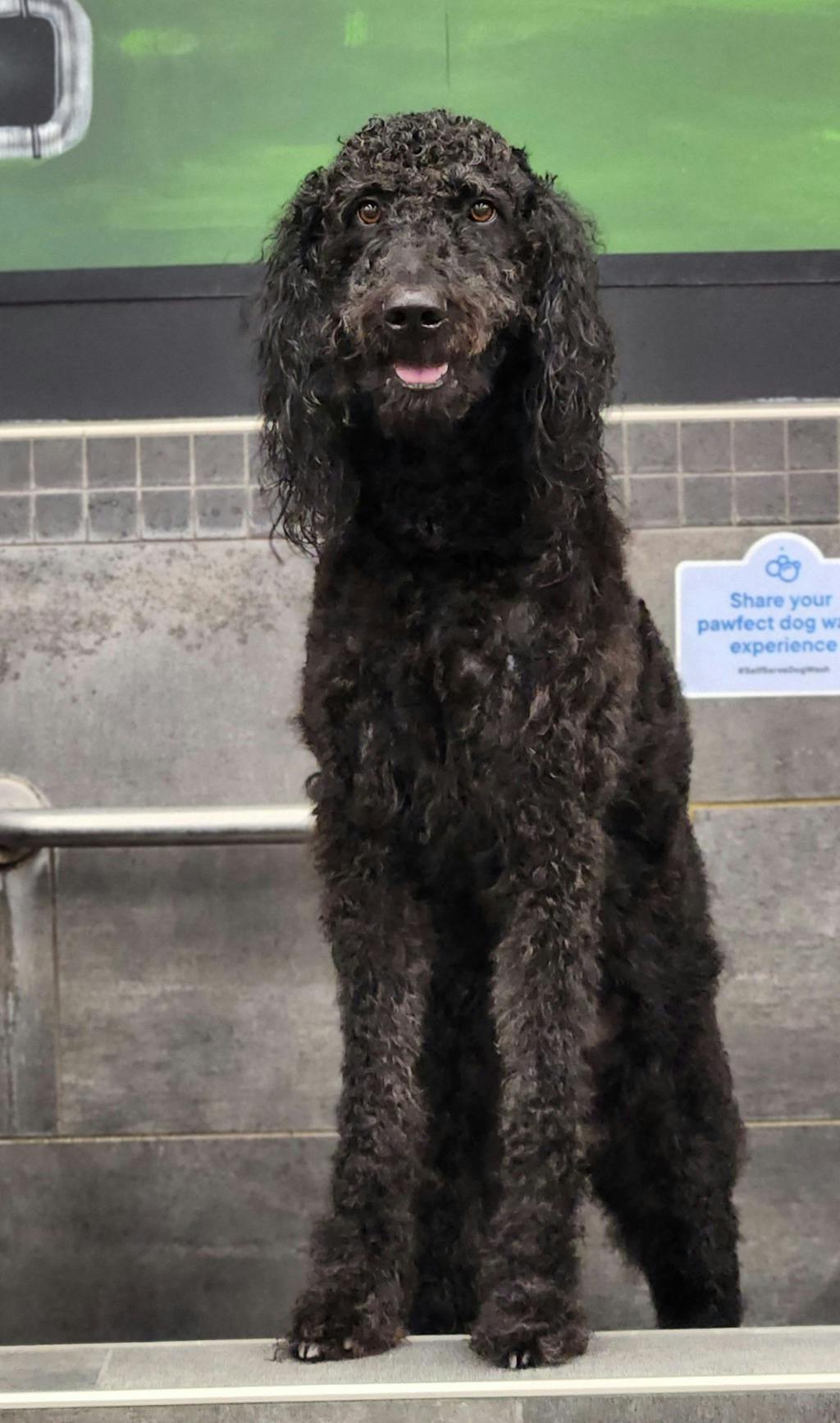 Chase - Ontario SPCA