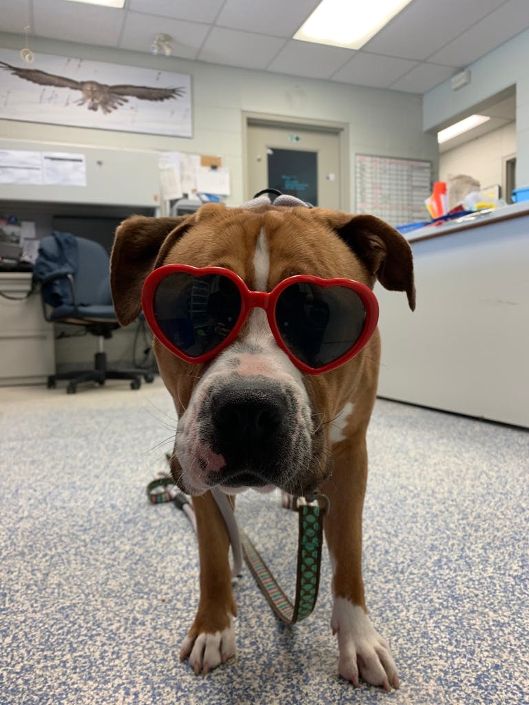 Gemma - Ontario SPCA
