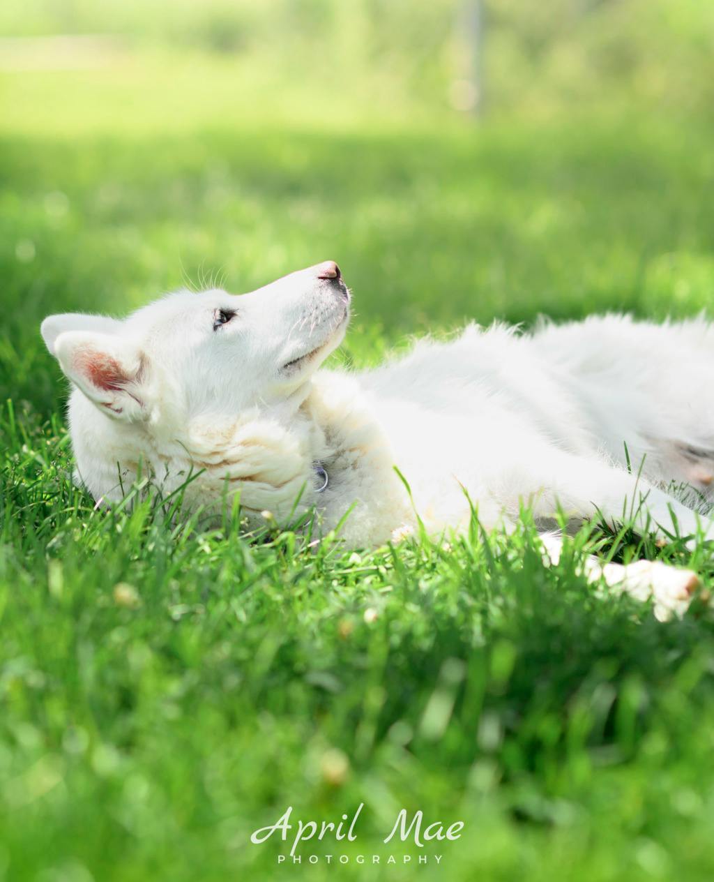 Snowball - Ontario SPCA