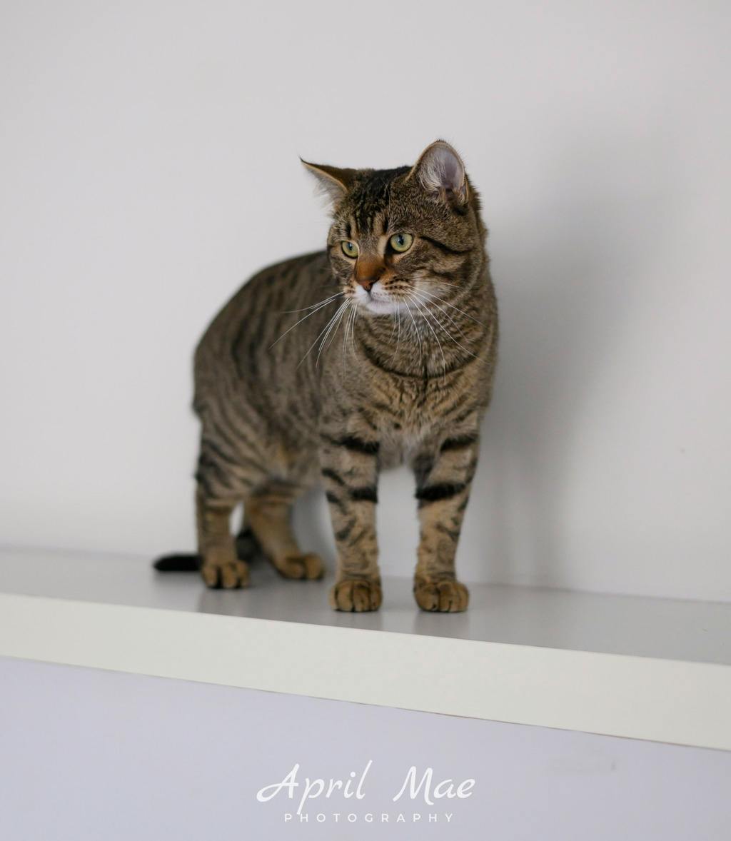 Toast - Petsmart - Ontario SPCA