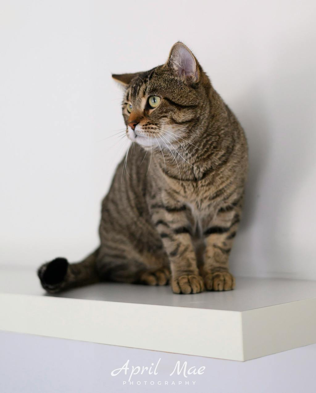 Toast - Petsmart - Ontario SPCA