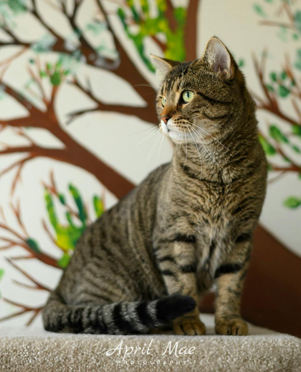 Toast - Petsmart - Ontario SPCA