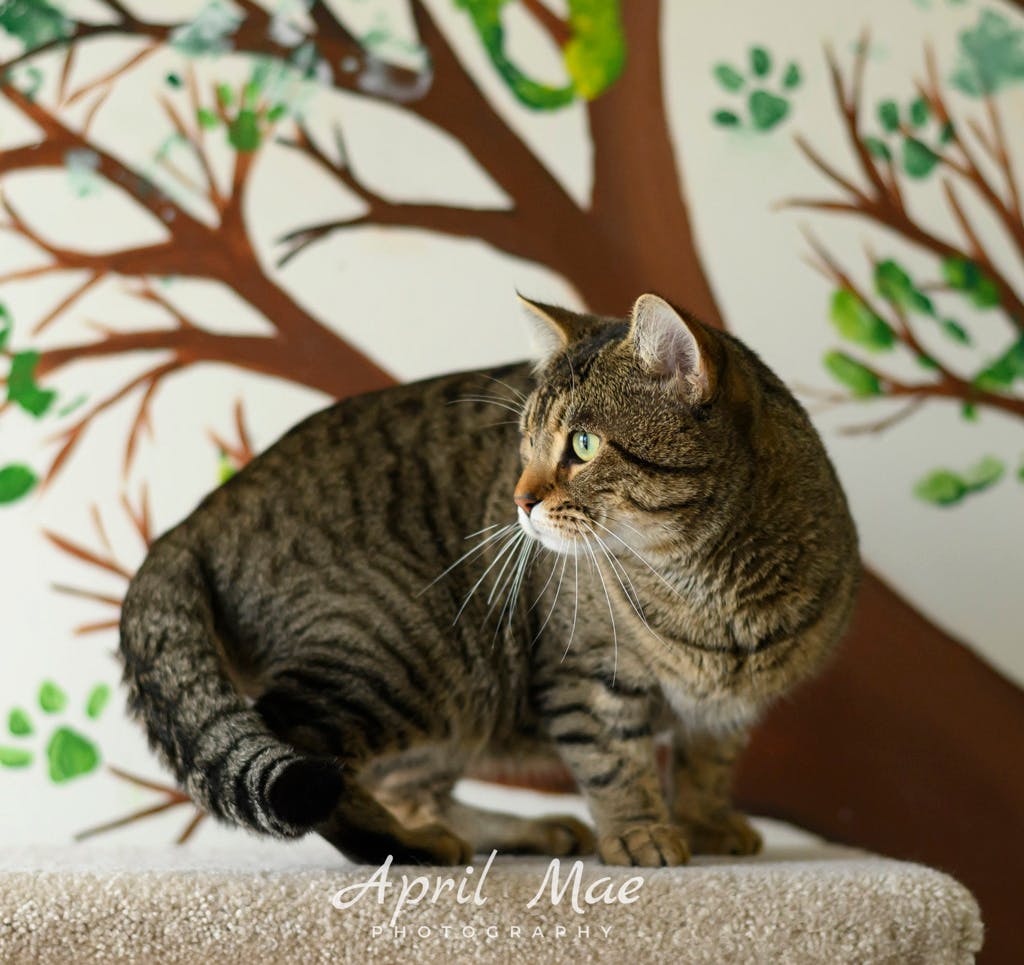 Toast - Petsmart - Ontario SPCA