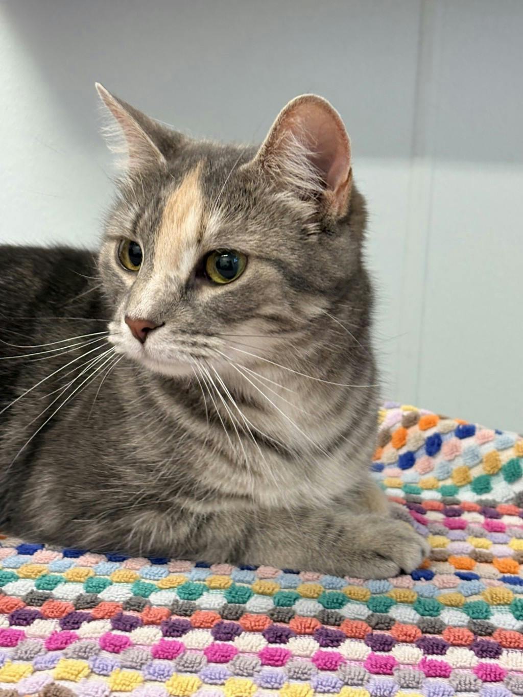Pumpkin (in Foster) - Ontario SPCA