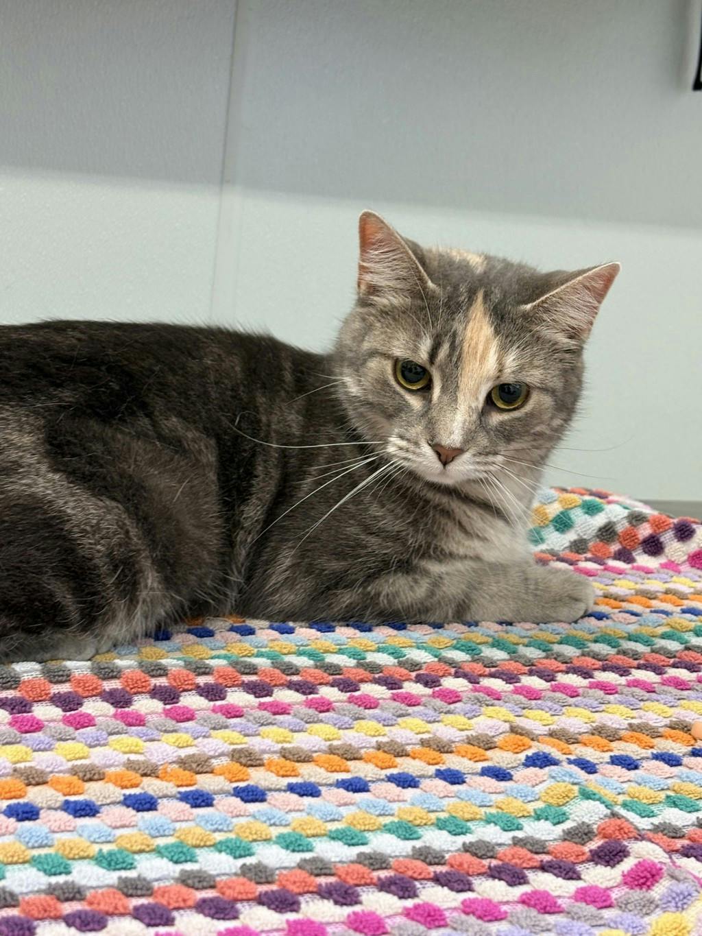Pumpkin (in Foster) - Ontario SPCA