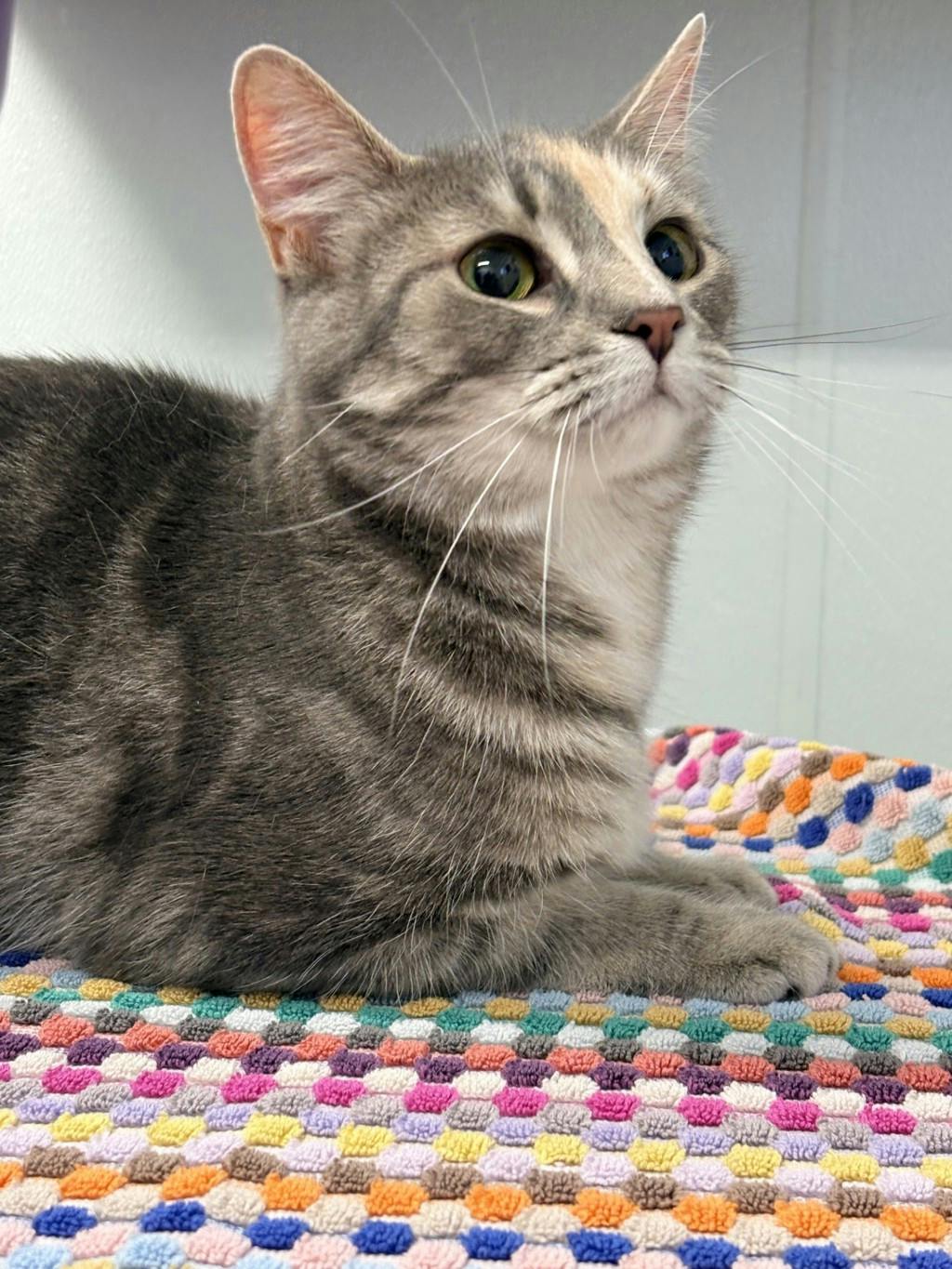 Pumpkin (in Foster) - Ontario SPCA